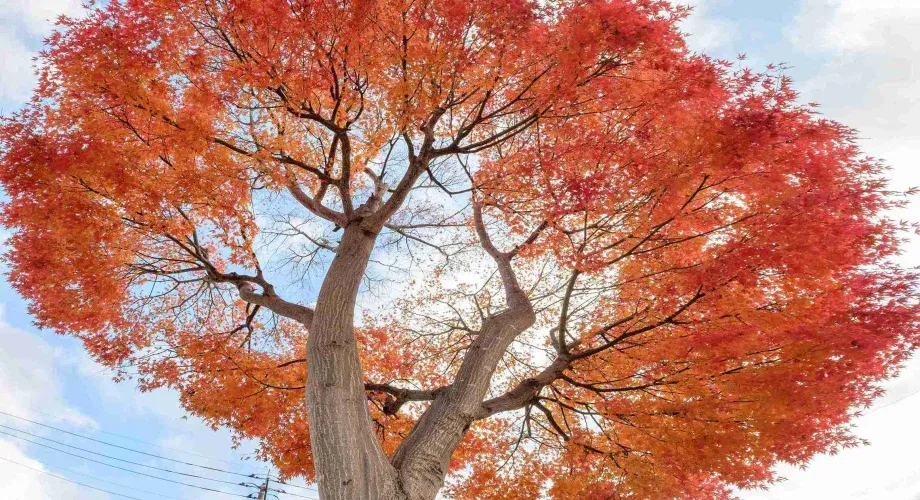 Maple Tree Bark Splitting? (Here’s Why)