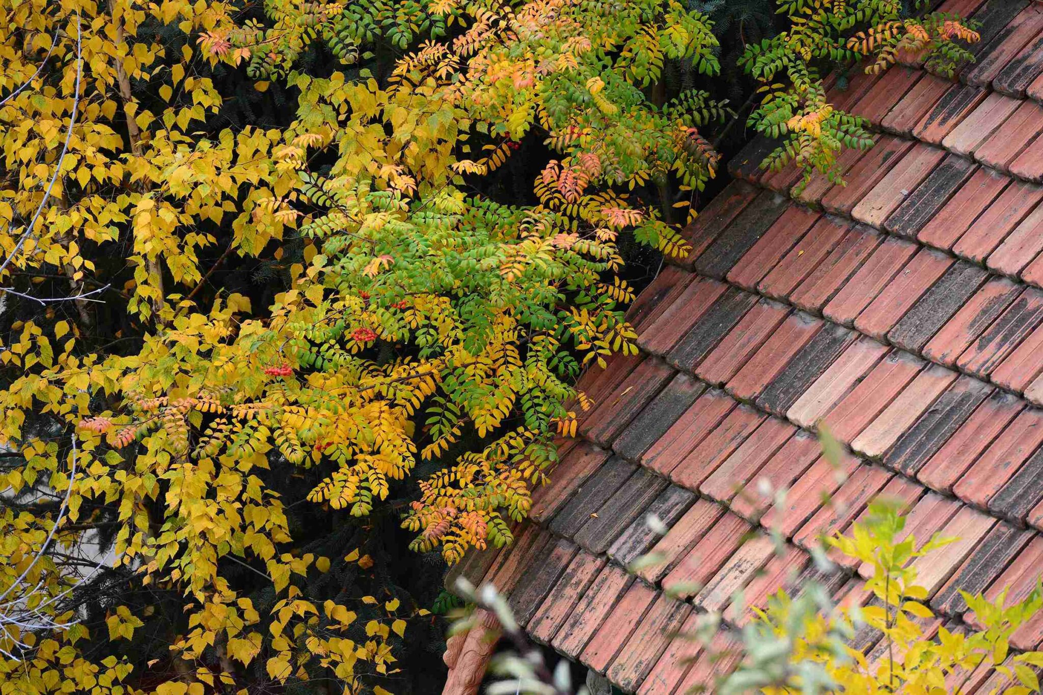 Tree Branches Hanging Over Roof? (Your Insurance Might Cancel Your Policy)