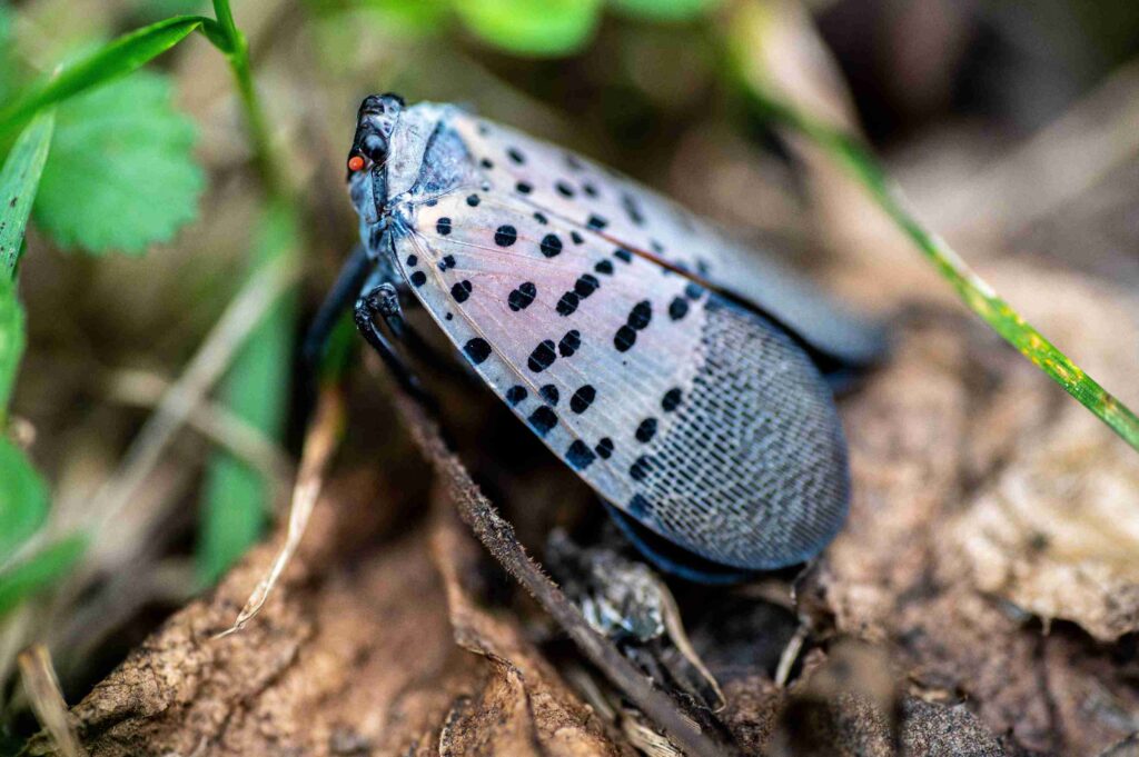 What Trees Do Spotted Lanternflies Attack? (Explained)